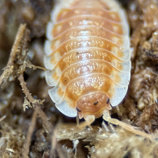 Oniscus Asellus "Maple B.C. Canada" 10 Ct Isopod by Nature's Exquisite ...