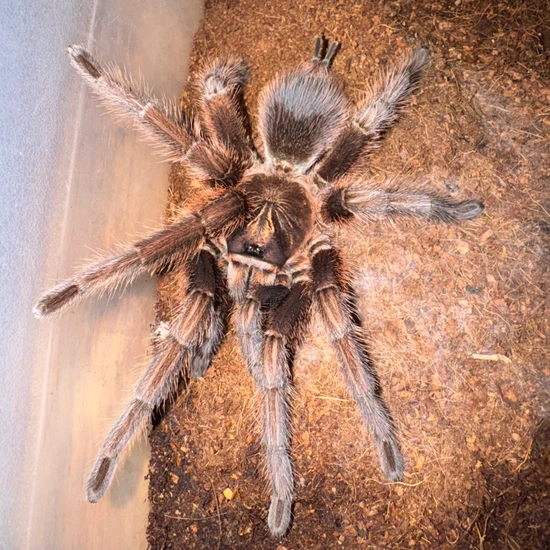 Phormictopus Cancerides (Haitian Brown Birdeater) Tarantula by Nature's ...