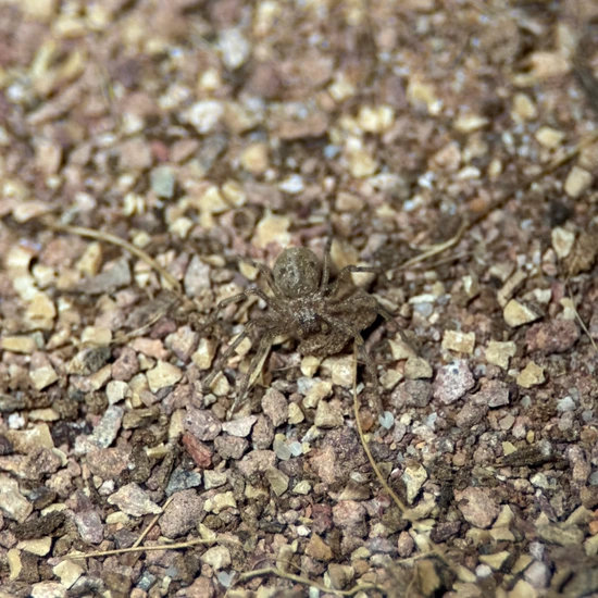 Sicarius Gracilis (Ecuadorian Six-Eyed Sand Spider) Other Spider by ...