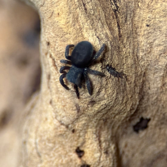 Eresus Walckenaeri (Velvet Spider) Other Spider by Nature's Exquisite ...