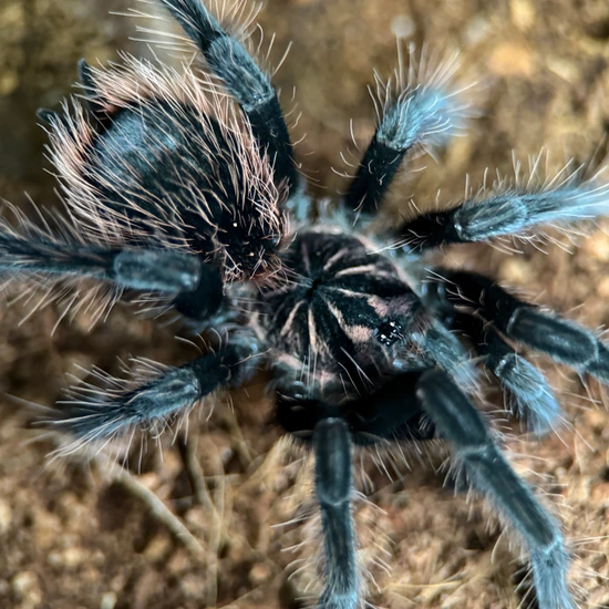 Xenesthis Intermedia (Amazon Blue Bloom) Tarantula by Nature's ...