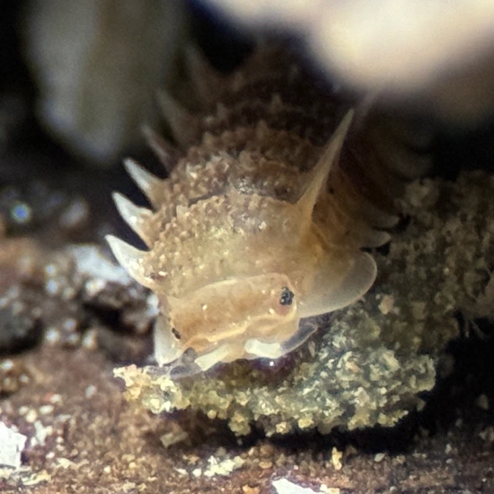 5 Count Pseudarmadillo Spinosus "Cuban Spikey" Isopod by Nature's ...