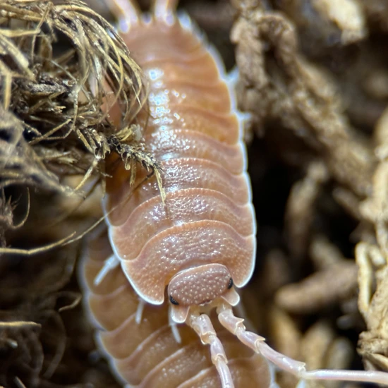 50 Count Porcellio Magnificus Isopod by Nature's Exquisite Creatures