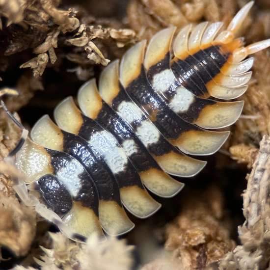 25 Count Porcellio Expansus "Orange” Isopod by Nature's Exquisite Creatures