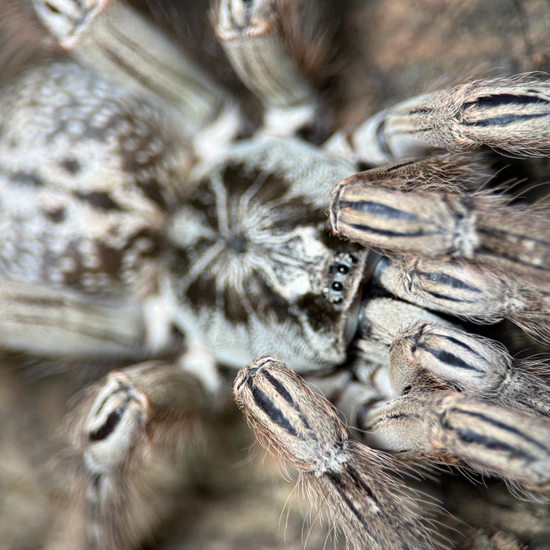 Heteroscodra Maculata (Togo Starburst Baboon) Tarantula by Nature's ...