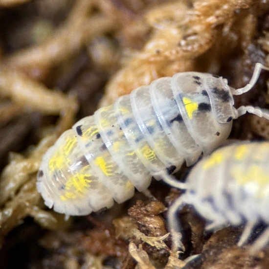 50 Count Armadillidium Vulgare “Japanese Magic Potion” Isopod by Nature ...