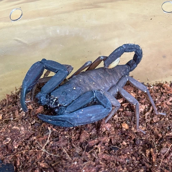 Scorpiops Sp. Thailand (Thailand Flat Rock Scorpion) by Nature's ...