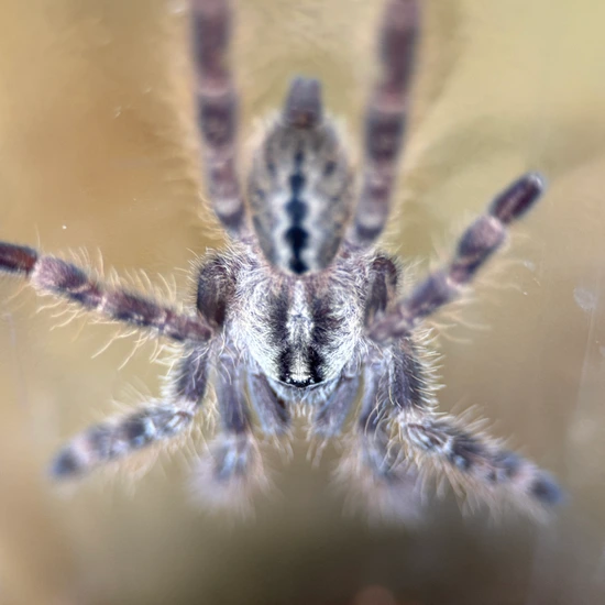Poecilotheria Vitatta (Ghost Ornamental) Tarantula by Nature's ...