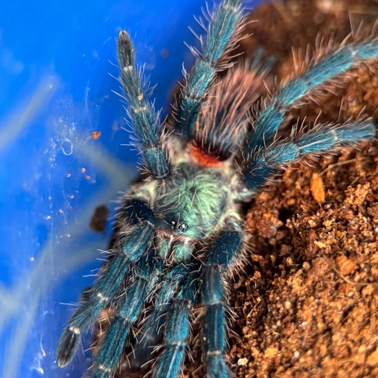 Dolichothele Diamantinensis (Brazilian Blue Dwarf Beauty) Tarantula by ...
