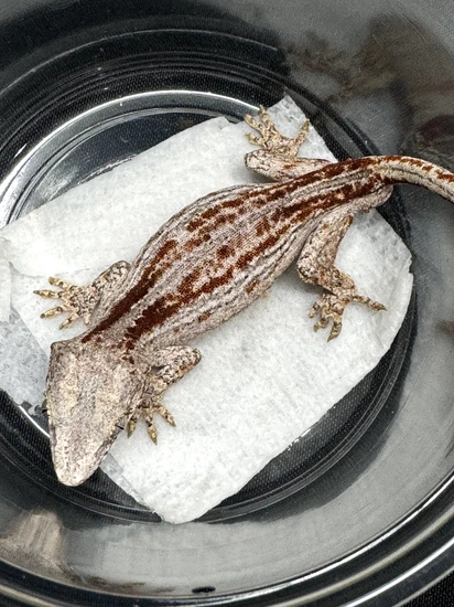 G3 Red Stripe Gargoyle Gecko by LGP Gecko