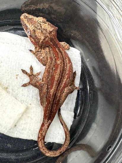 Red 4 - Red Stripe Gargoyle Gecko by LGP Gecko