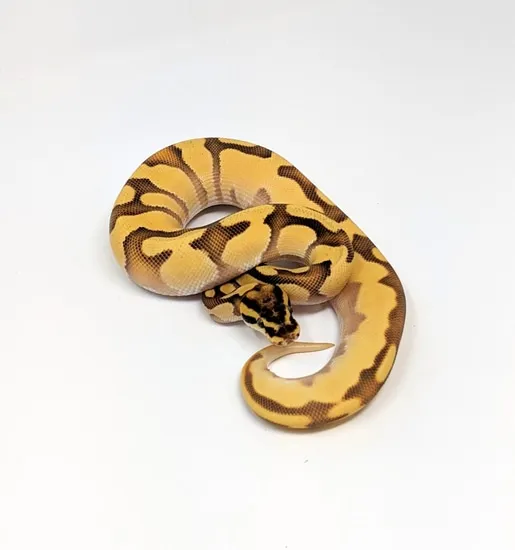 Super Orange Dream Enchi Fire Ball Python by T.Dot Exotics