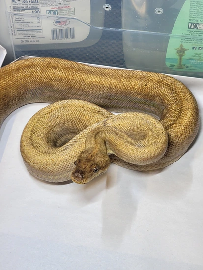 IMG Platinum Albino Aztec Boa Constrictor by Dutch Mafia Reptiles