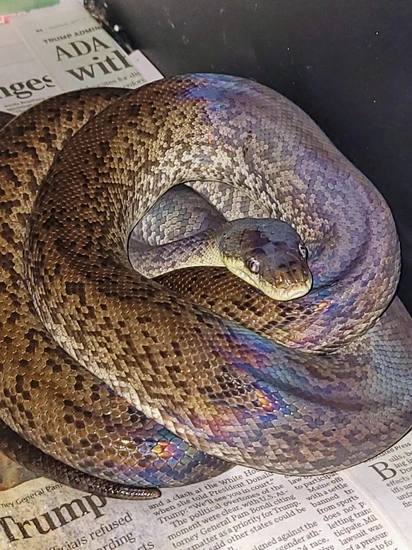 Adult Male Macklot's Macklot's Python by Steve Bostwick Reptiles