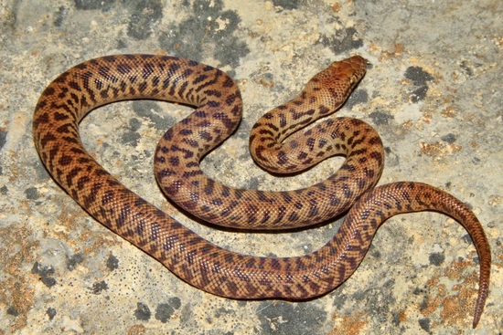 Hank Molt Bloodline Children's Python by Steve Bostwick Reptiles
