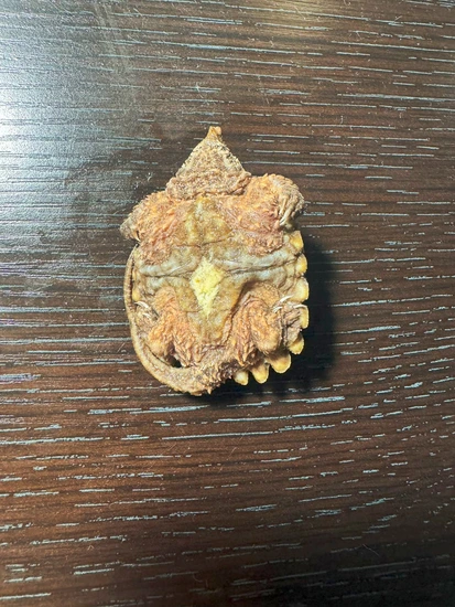 Hypo Alligator Snapping Turtle by Morph Shell Exotics