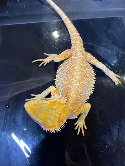 Hypo Het Trans Central Bearded Dragon by Liggy’s lizards