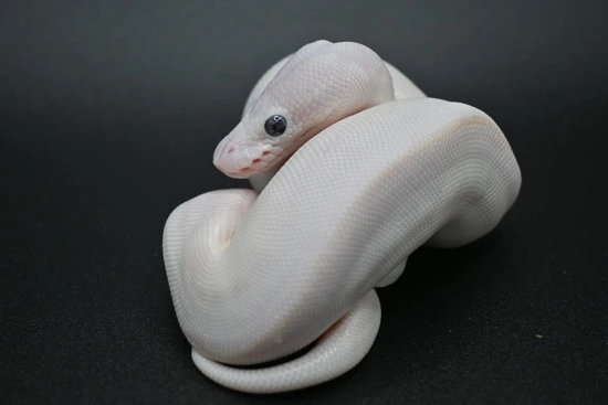 Raven Claw Blue Eyed Lucy (Moj Les) Josie Wookie 50% Het Albino Ball ...