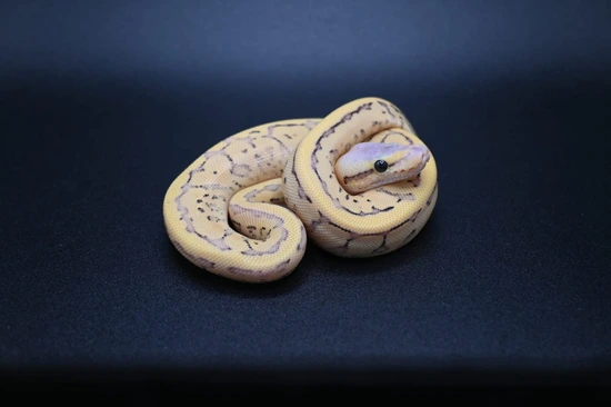 Lemon Blast Yellow Belly Desert Ghost Ball Python by Lil Ball Peeps LLC