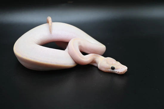 Super Yellow Belly Desert Ghost Ball Python by Lil Ball Peeps LLC