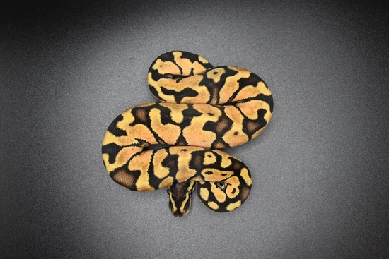 Firefly Enchi Het Hypo Ball Python by Lil Ball Peeps LLC