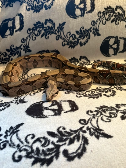 Red Tail Boa True Red-Tailed Boa Constrictor by Lilith’s Lair