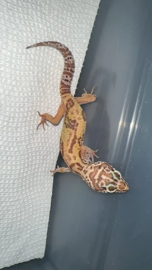 Leopard Gecko by Shanks pythons