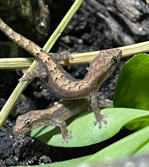 Six Pack Mourning Geckos Subadult $200 SHIPPED by Ashrafzadeh Exotics