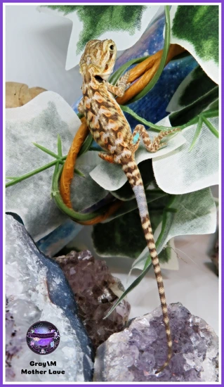 Citrus/Normal/Leatherback Morph - Bearded Dragon #4 Central Bearded ...