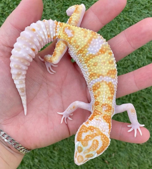 CB21 White & Yellow Mack Snow Tangerine Tremper 100% Het Eclipse ...