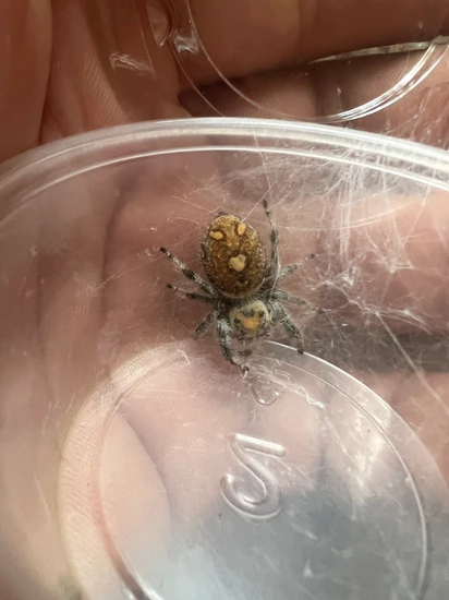 Regal Jumping Spider by Lime Tree Reptiles