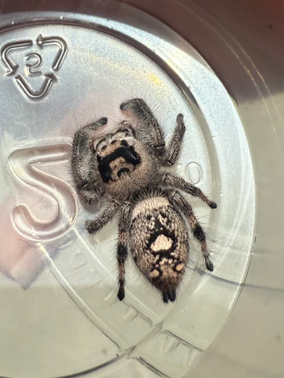 Regal Jumper Jumping Spider by Lime Tree Reptiles
