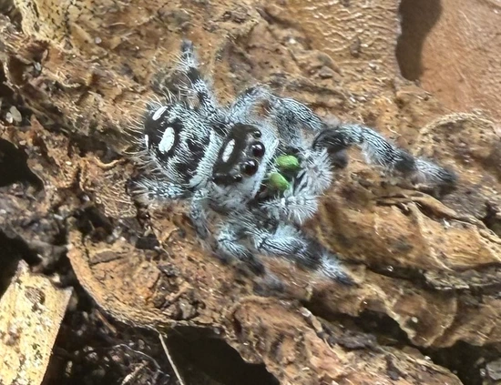 Silver Phase Regal Jumper Jumping Spider by Lime Tree Reptiles