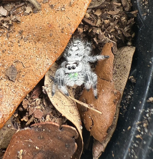 Silver Phase Regal Jumper Jumping Spider by Lime Tree Reptiles