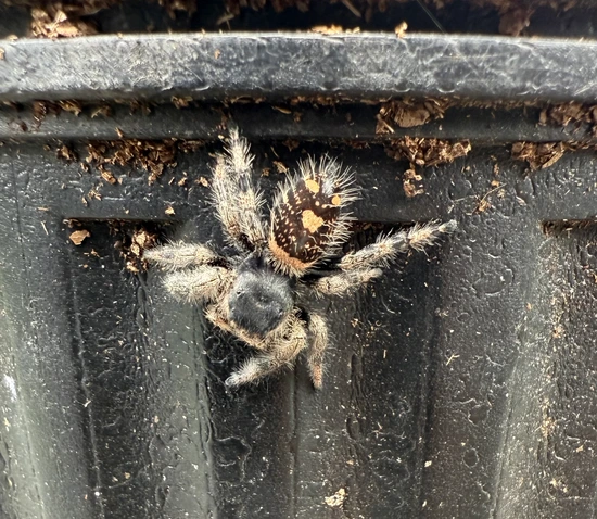 Halloween Phase Regal Jumper Jumping Spider by Lime Tree Reptiles