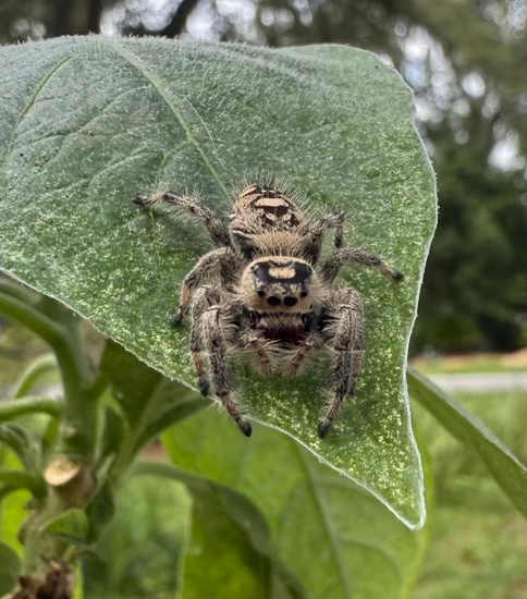 Light Phase Regal Jumper Jumping Spider by Lime Tree Reptiles