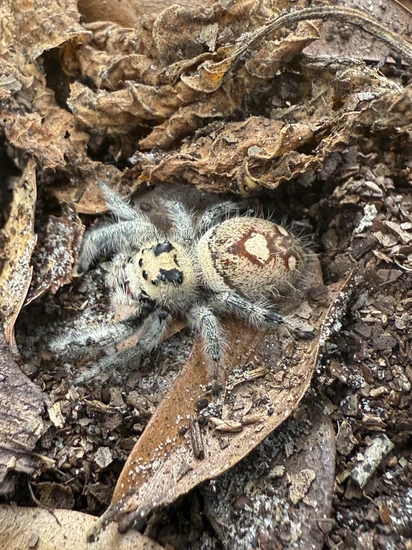 Regal Jumping Spider by Lime Tree Reptiles