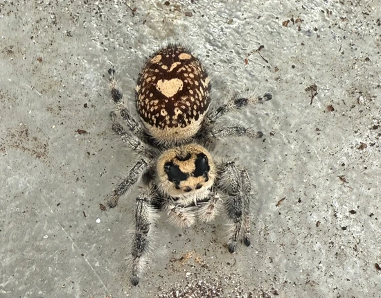 Regal Jumping Spider by Lime Tree Reptiles