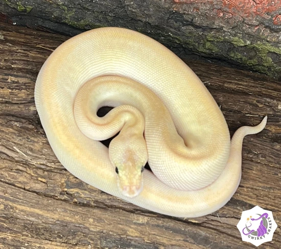 Super Pastel Champagne Ball Python by Qwirky Snakes