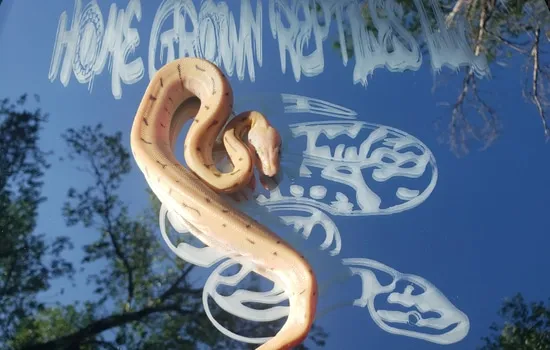 Enchi Spinner Calico Lesser Pastel Ball Python by Homegrown Reptiles LLC