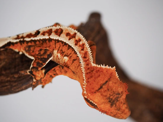 Super Soft Scale Tangerine Tiger Possible Male Crested Gecko by Crested ...