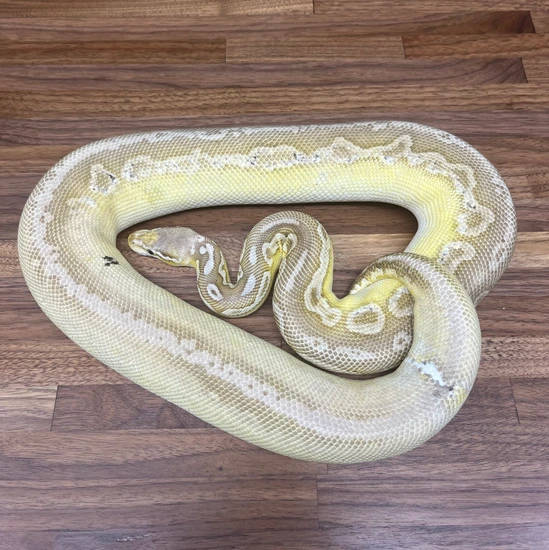Pastel Cinnamon Butter Possible (Calico Yb Banana) Ball Python by XS ROYALS