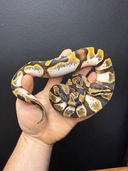Od Calico (Leopard Yb) Ball Python by XS ROYALS
