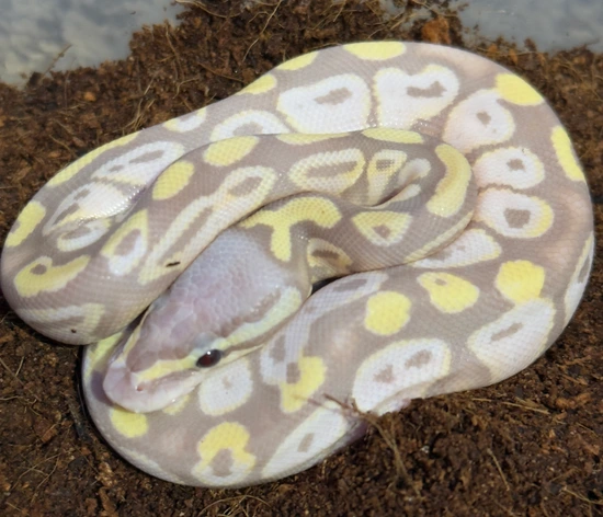Pastel Banana Ball Python by LiquidAnthrax