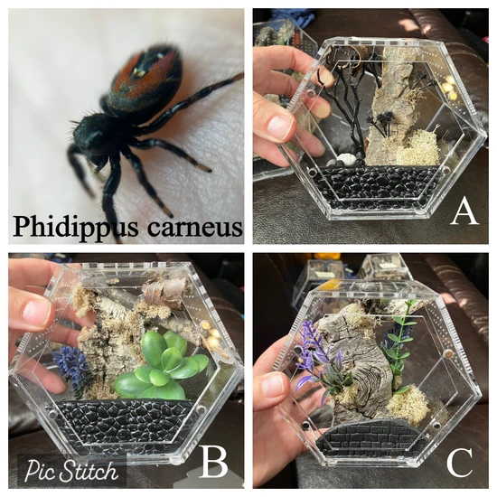 Phidippus Carneus W/ Enclosure Jumping Spider by The Critter Vault