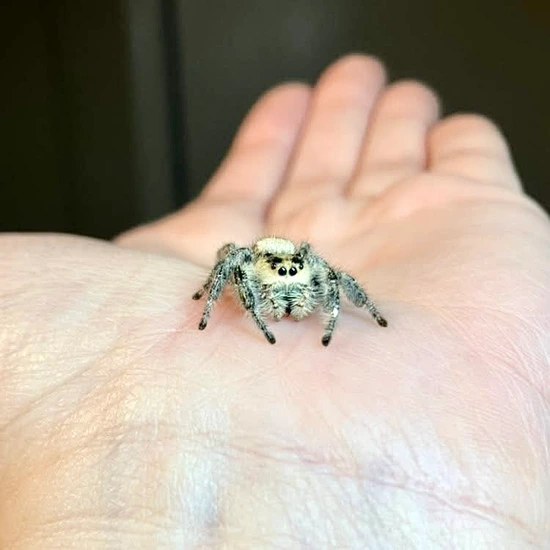 Ten I3/i4 White Clay Babies Jumping Spider by The Critter Vault
