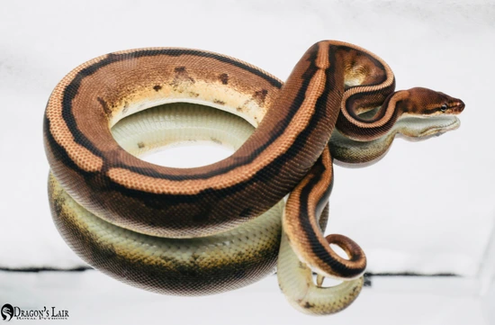 Genetic Stripe Het VPI Axanthic Ball Python by Dragon’s Lair Royal Pythons