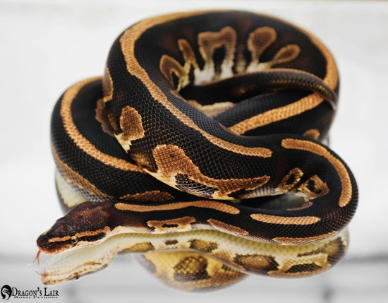 BH Leopard Het Clown Ball Python by Dragon’s Lair Royal Pythons