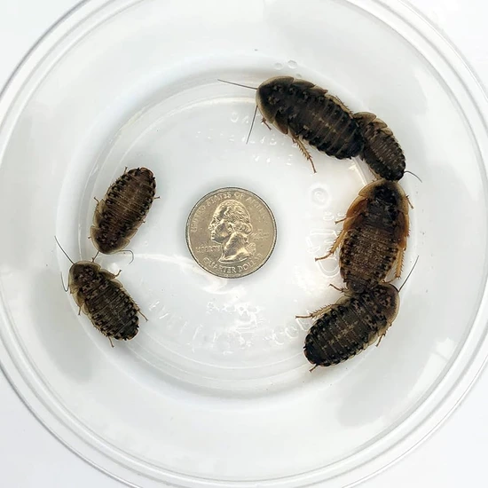 Assorted Dubia Cockroach by Little Dinos