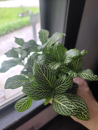 Mini White Fittonia- Nerve Plant Terrarium Plant by Little Dinos